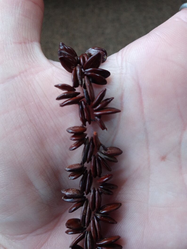 Wooden Seed Neckless Bundle - Etsy