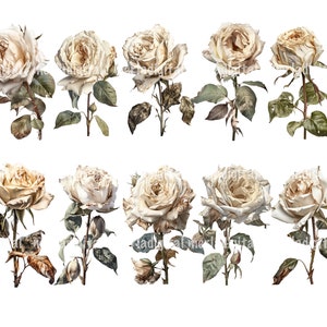 Watercolor White Roses Clipart: Floral Bouquets & Single Rose (PNG ...