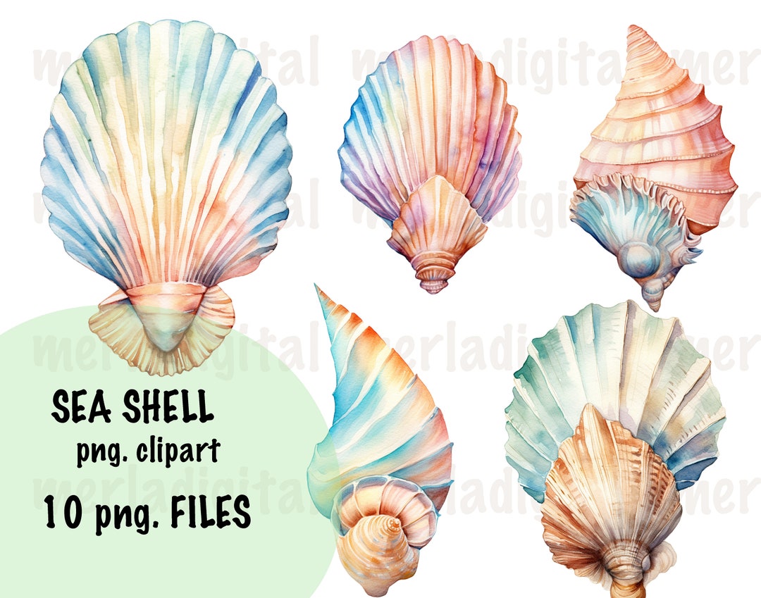 Seashell Watercolor Clipart, Ocean Beach Png, Nautical Clipart Bundle ...