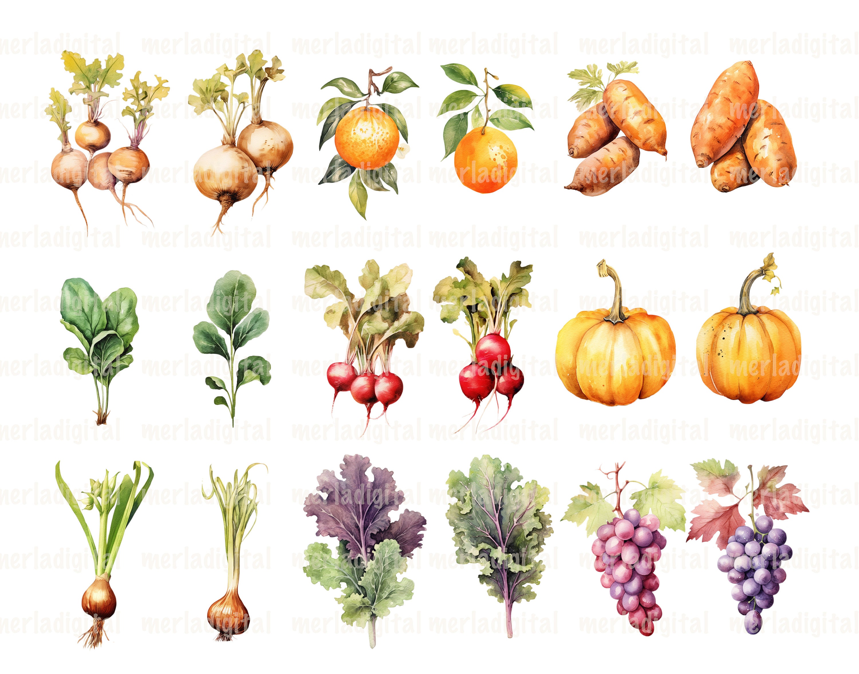 Watercolor Fall Vegetables Clipart Autumn Vegetables and Fruits Png ...