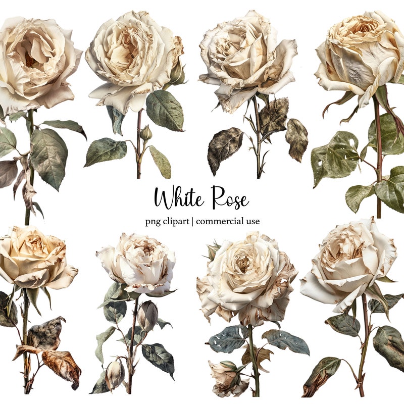 Dried White Roses - Etsy