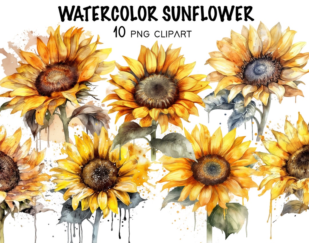 Sunflower Watercolor Clipart, 10 High Quality Png, Flower Instant ...