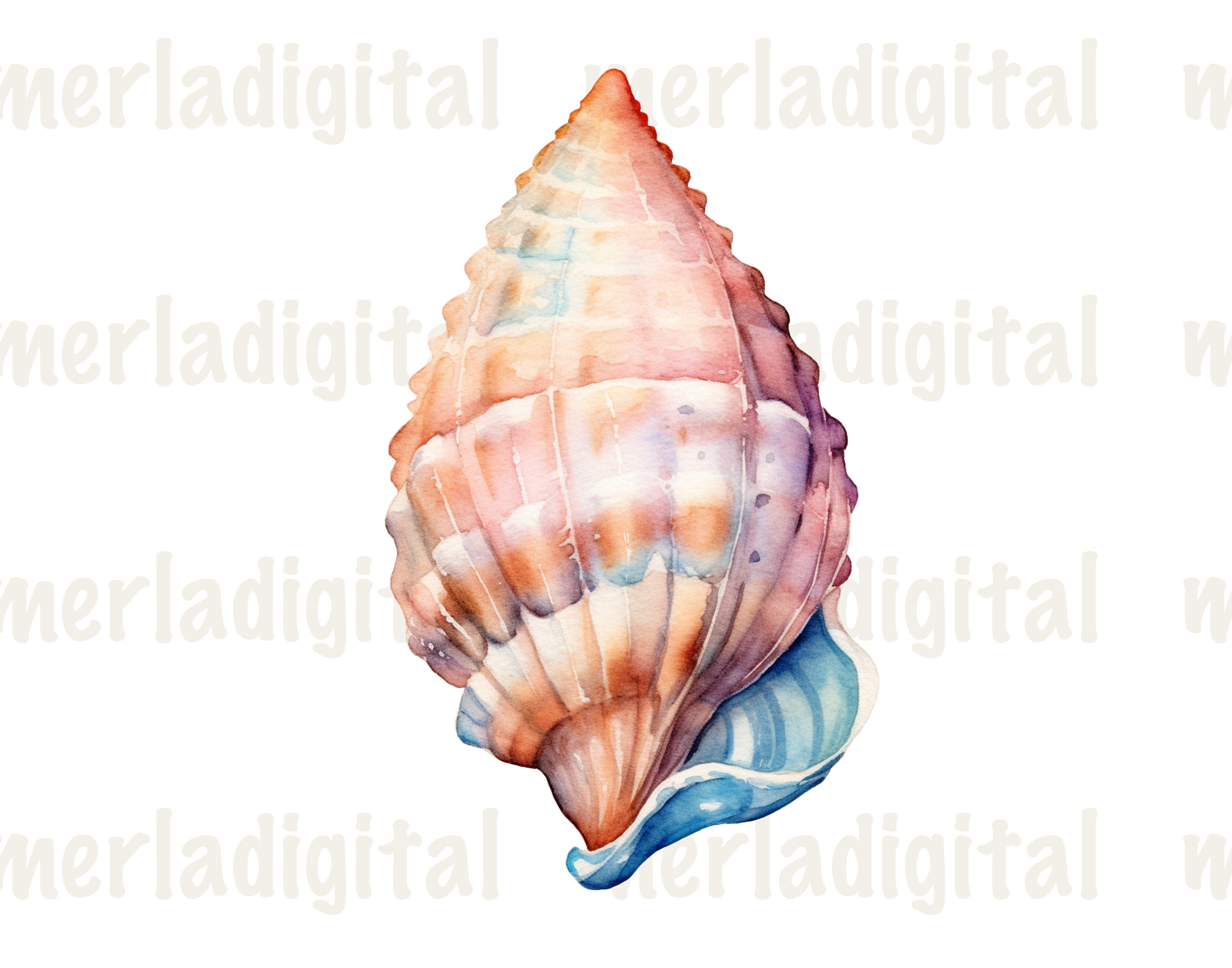 Seashell Watercolor Clipart, Ocean Beach Png, Nautical Clipart Bundle ...