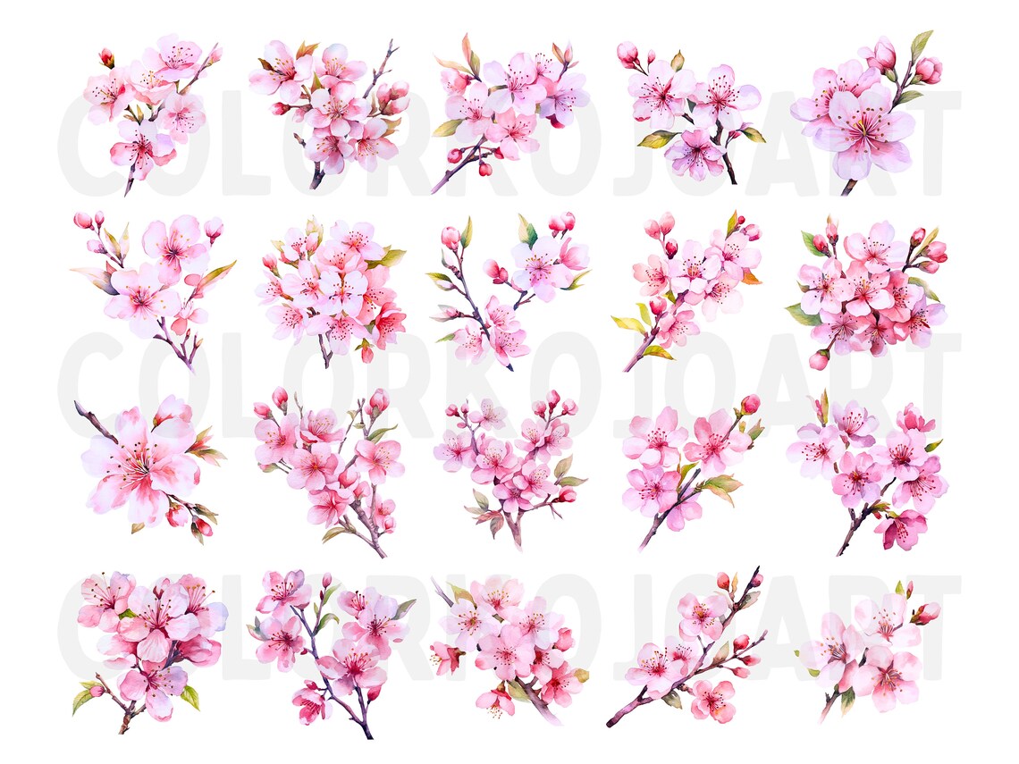 20 Beautiful Cherry Blossom Clipart Sakura Clipart - Etsy