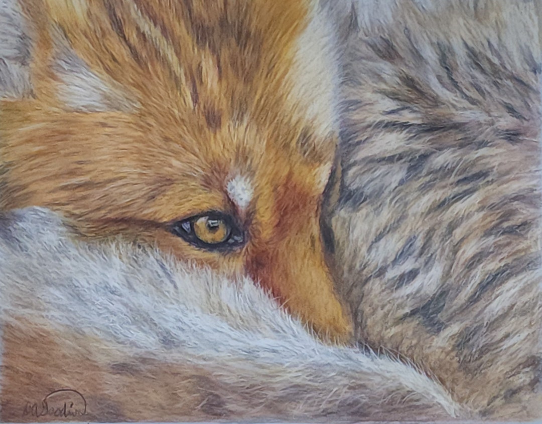 Curled up Fox Drawing, Hand Drawn, Colored Pencil, Print of Original ...