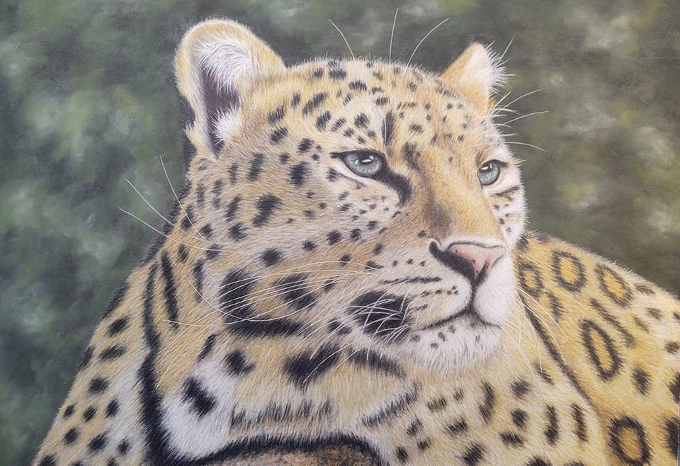 Leopard Drawing, Hand Drawn, Colored Pencil, Print of Original Drawing ...