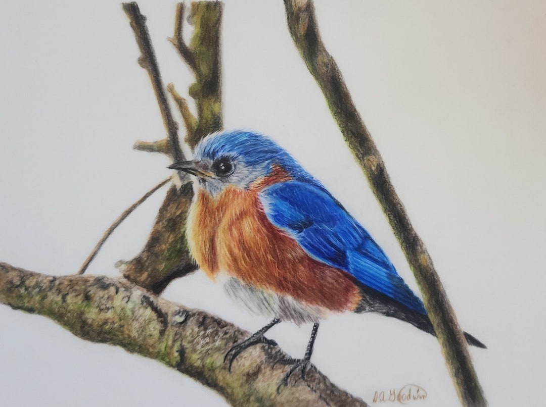 Bluebird Drawing Print, Hand Drawn, Colored Pencil, Print of Original ...
