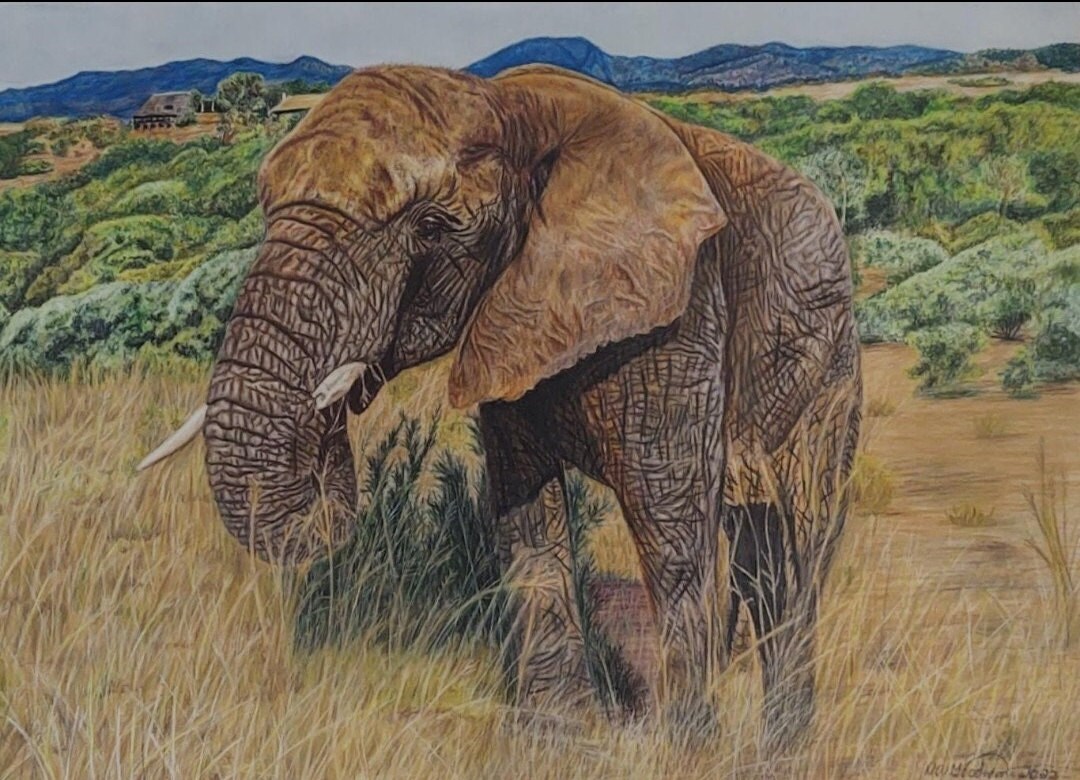 Elephant Drawing Hand Drawn Colored Pencil Print of - Etsy