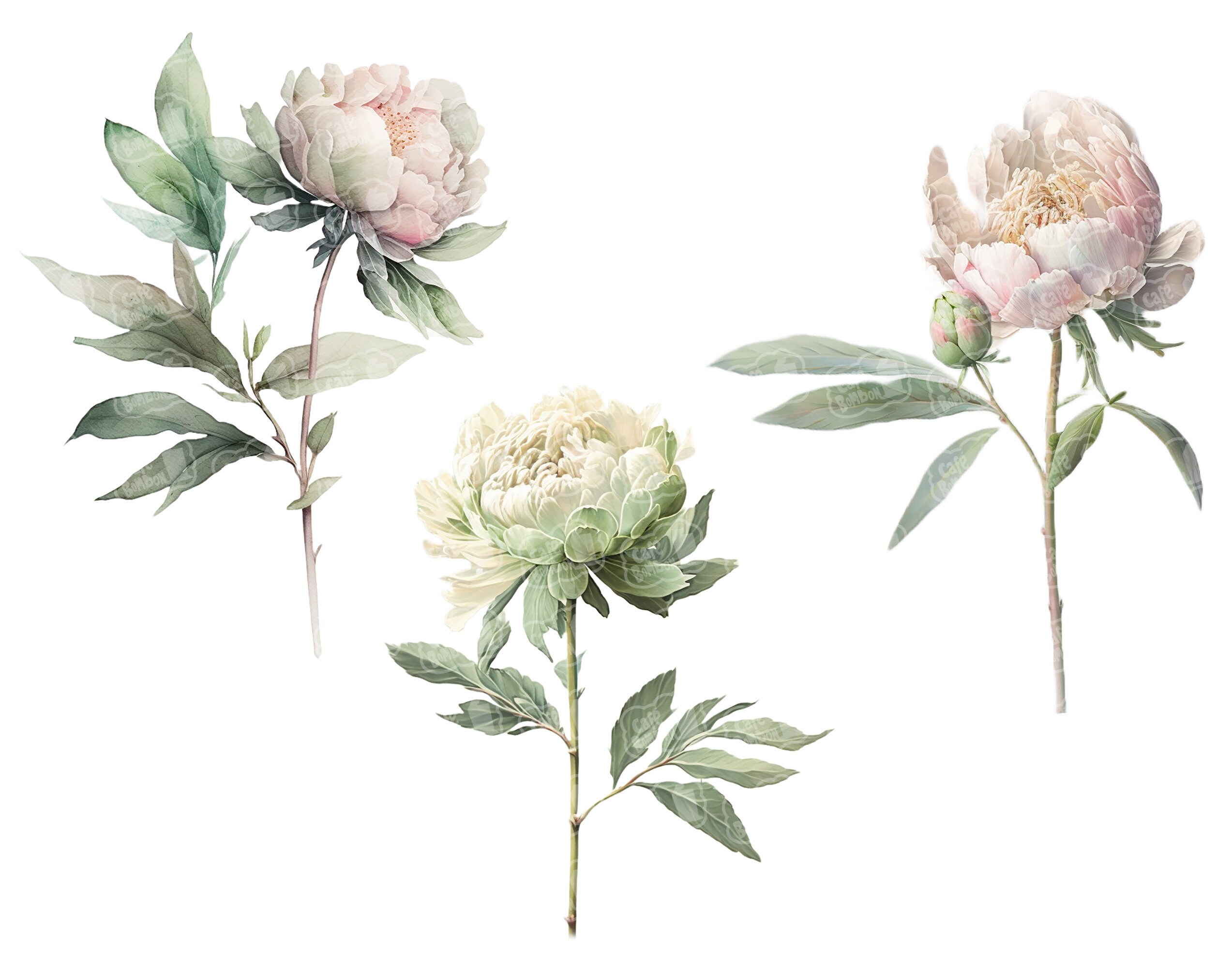 Watercolor Peonies Clipart | Digital Spring Summer Peony Flower, White ...
