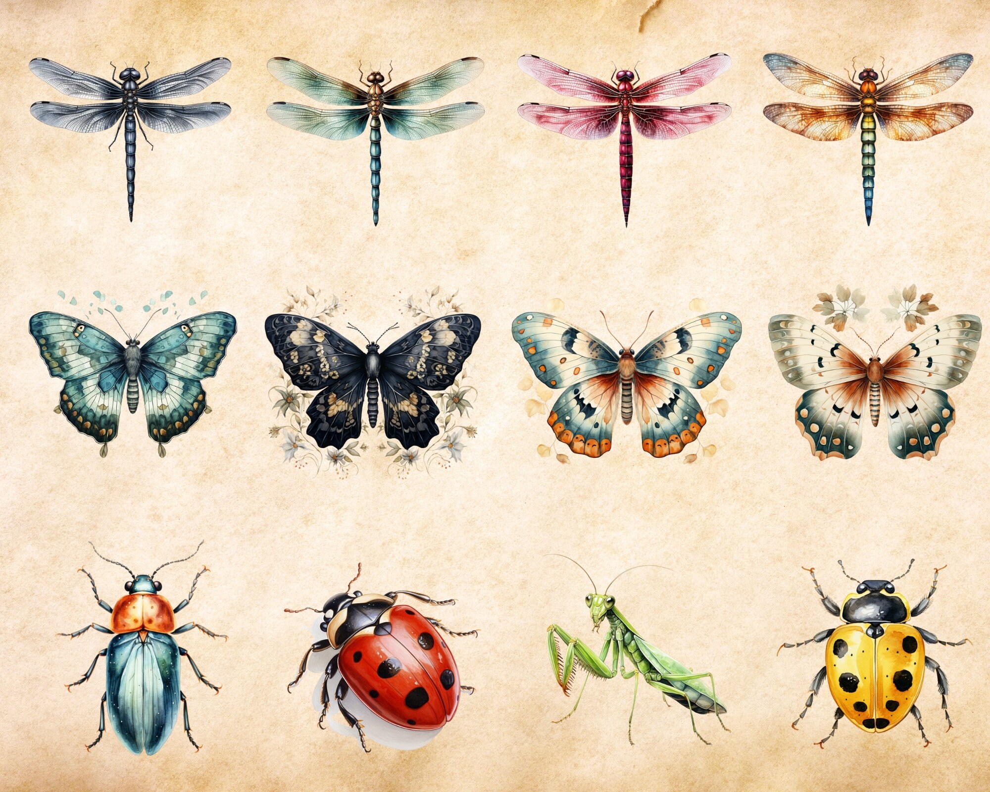 Dragonfly Bug Clipart Bundle 35 Pngs, Vintage Insect Junk Journaling ...