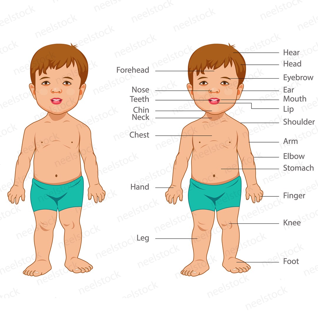 KIDS Body Parts Clipart, Body Parts Activity for Kids, Printable, 1 Eps ...