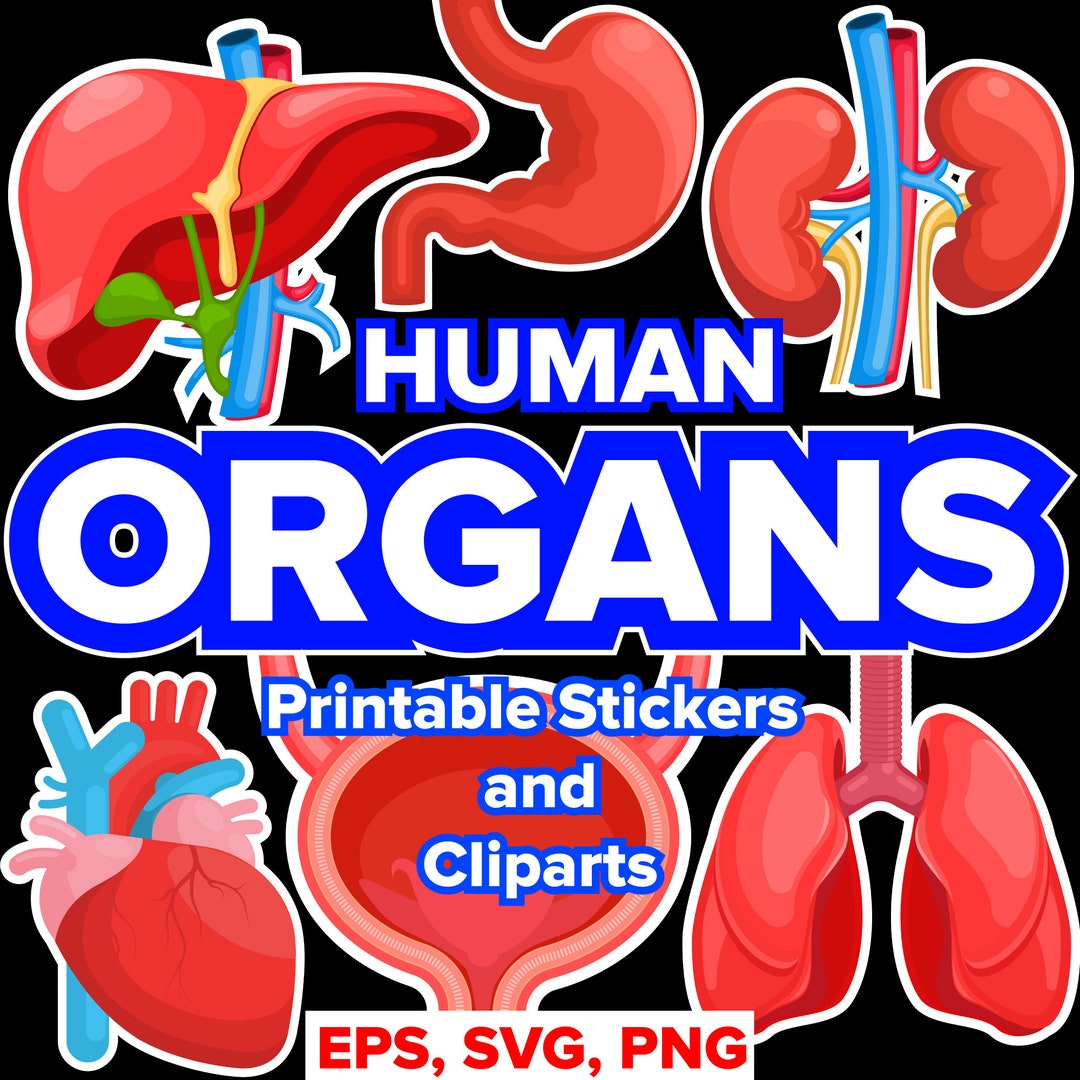 Human ORGANS, Internal organ Printable Stickers, Clipart, Education ...