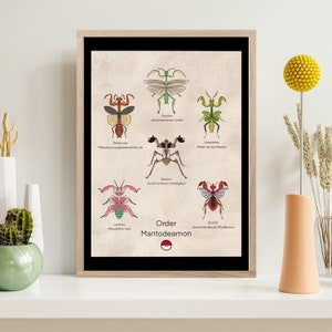 Pokemon Entomology Bug Mounting Pokemon Poster Insect Taxidermy Pokemon ...