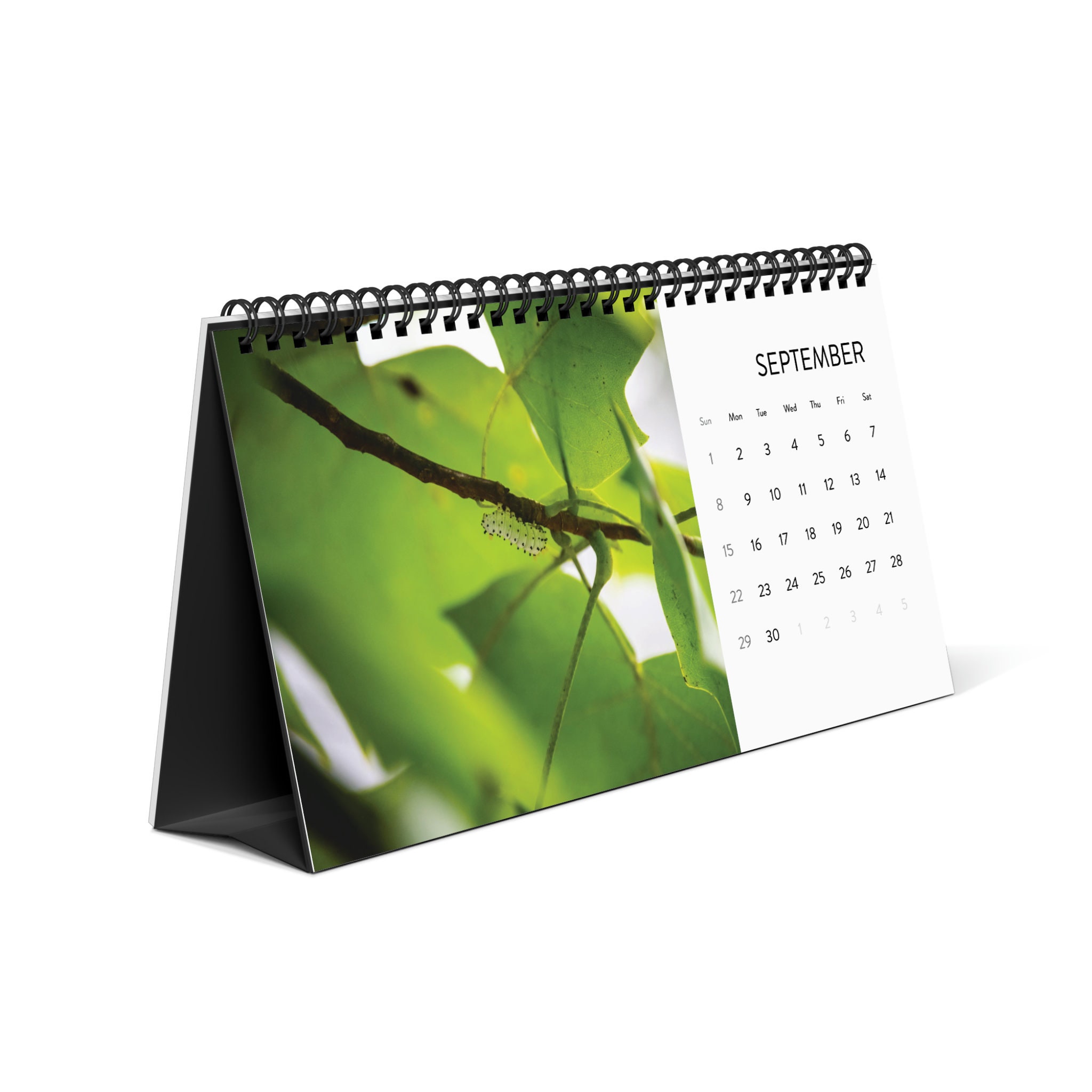 2024 Wildlife Photography Calendar - Butterflies, Bees, Caterpillars ...