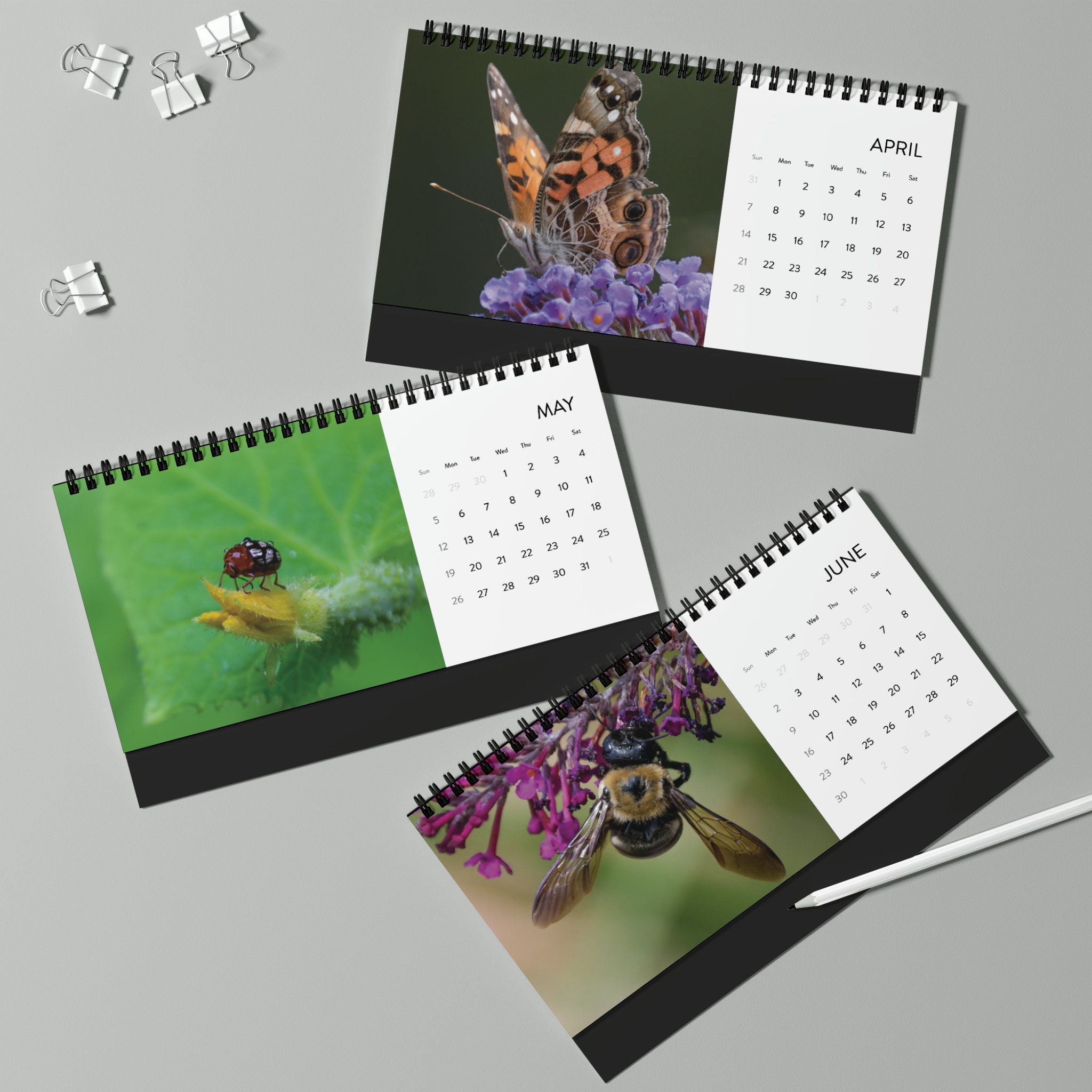 2024 Wildlife Photography Calendar - Butterflies, Bees, Caterpillars ...