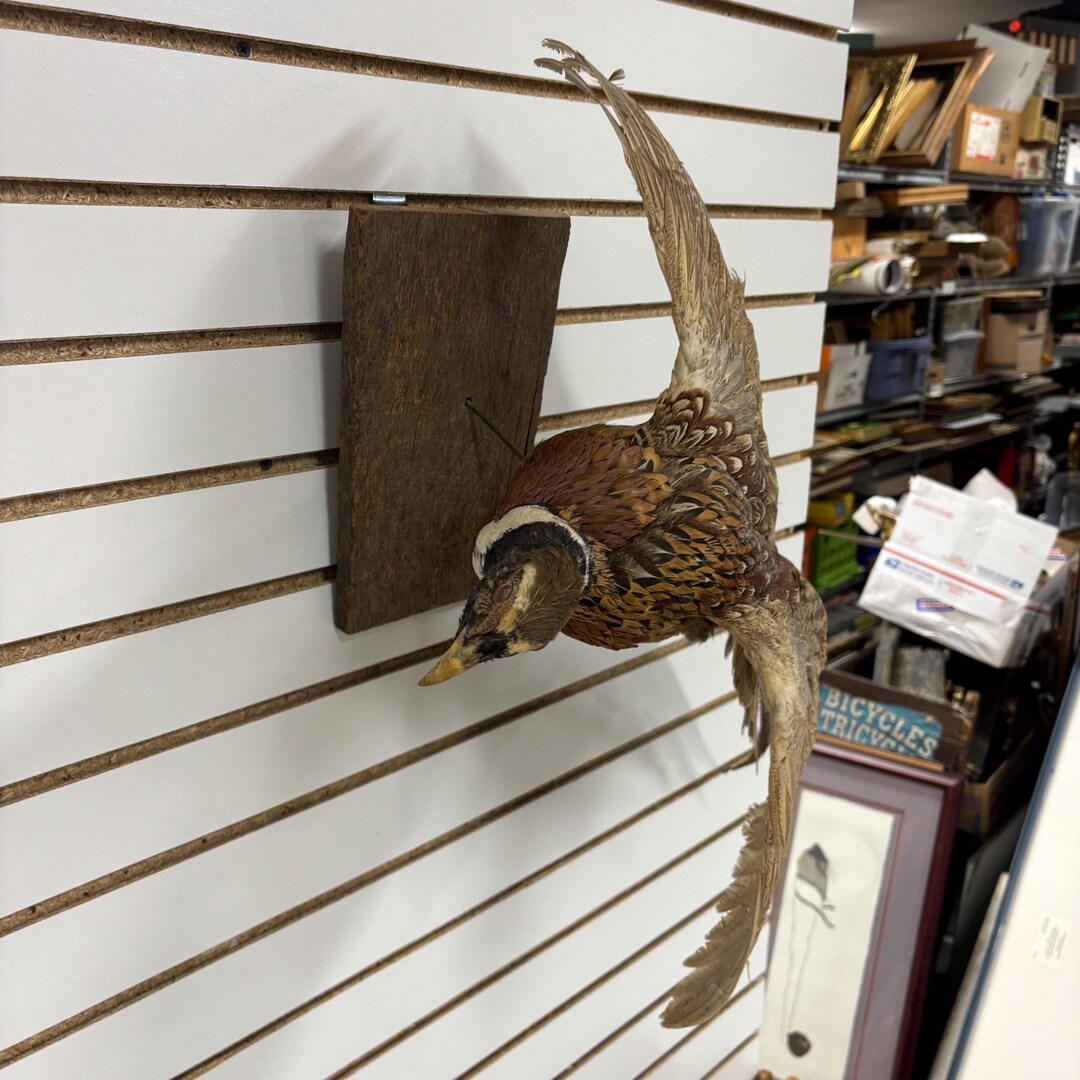 Vintage Ringneck Rooster Pheasant Central States Taxidermy Flying Wall ...