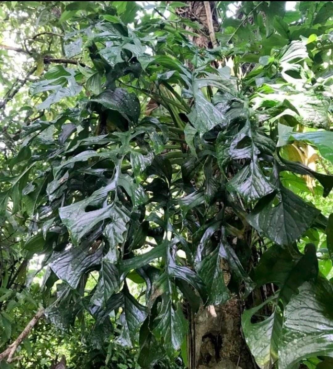 Monstera Membranacea 3 Inch - Etsy