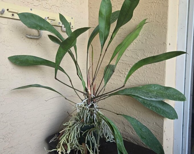 Anthurium Gracile 4" Inch (buyers Choice) - Etsy