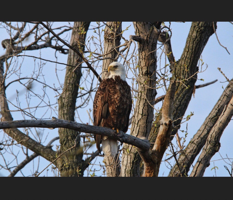 Bald Eagle on Watch Printable Photography, Digital Art Print, Large ...