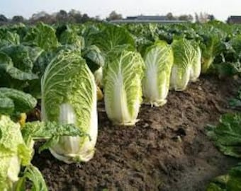 150 Giant Russian Cabbage Seeds-1307 - Etsy
