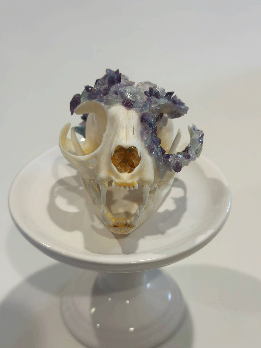 Crystallized Bobcat Skull - Etsy