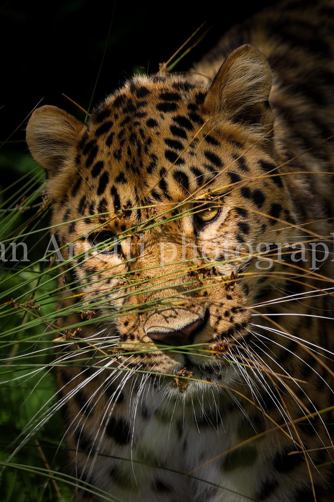 Amur Leopard Digital Download / Jungle Big Cat Wall Art / Wildlife ...