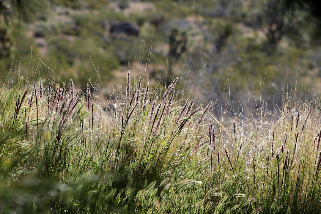 Nevada Desert Grass Original Photo - Etsy