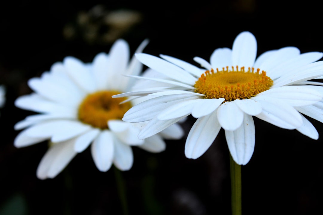 Oregon Wild Daisies Original Photography - Etsy