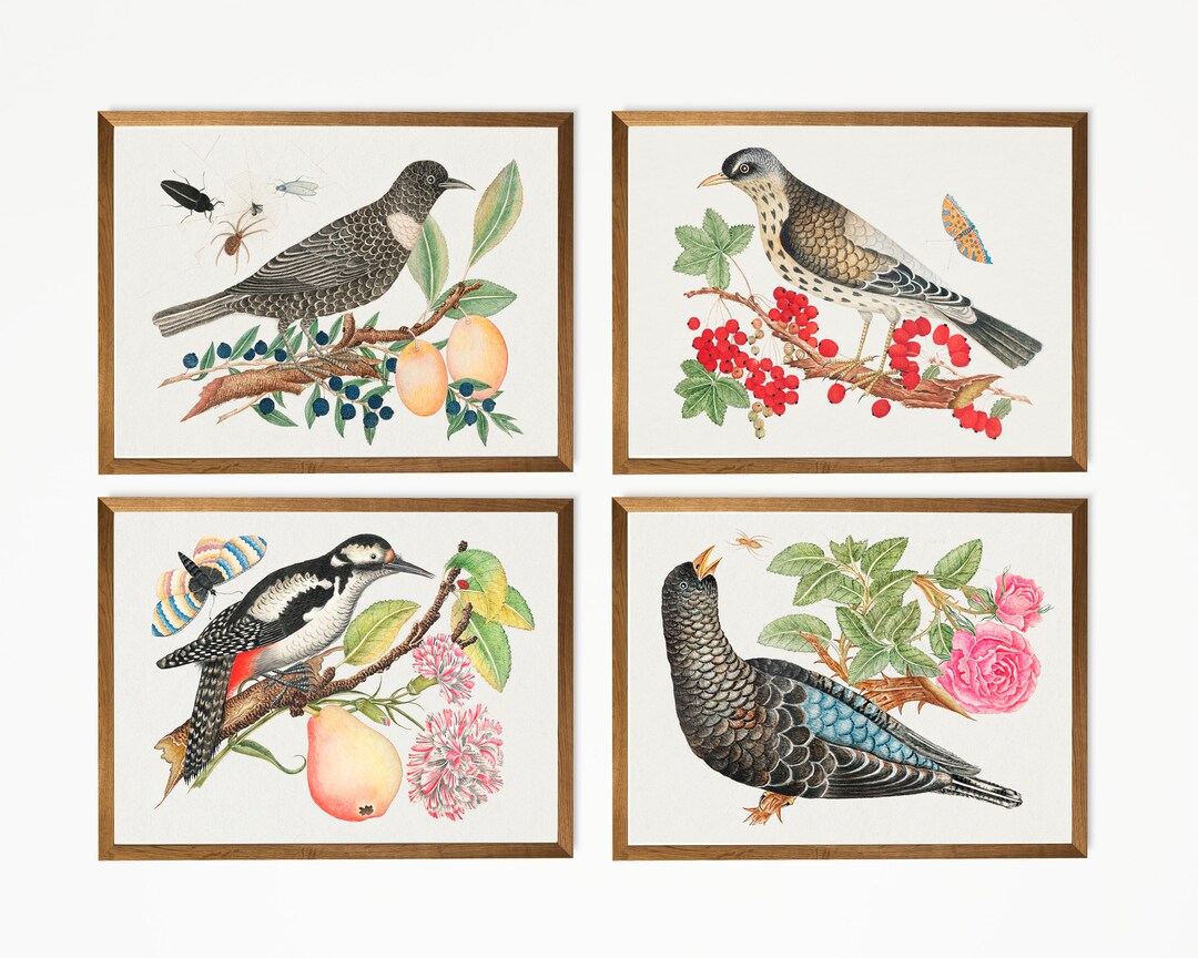 Vintage Bird Prints, Botanical Gallery Wall Art, Set of 4 - Etsy