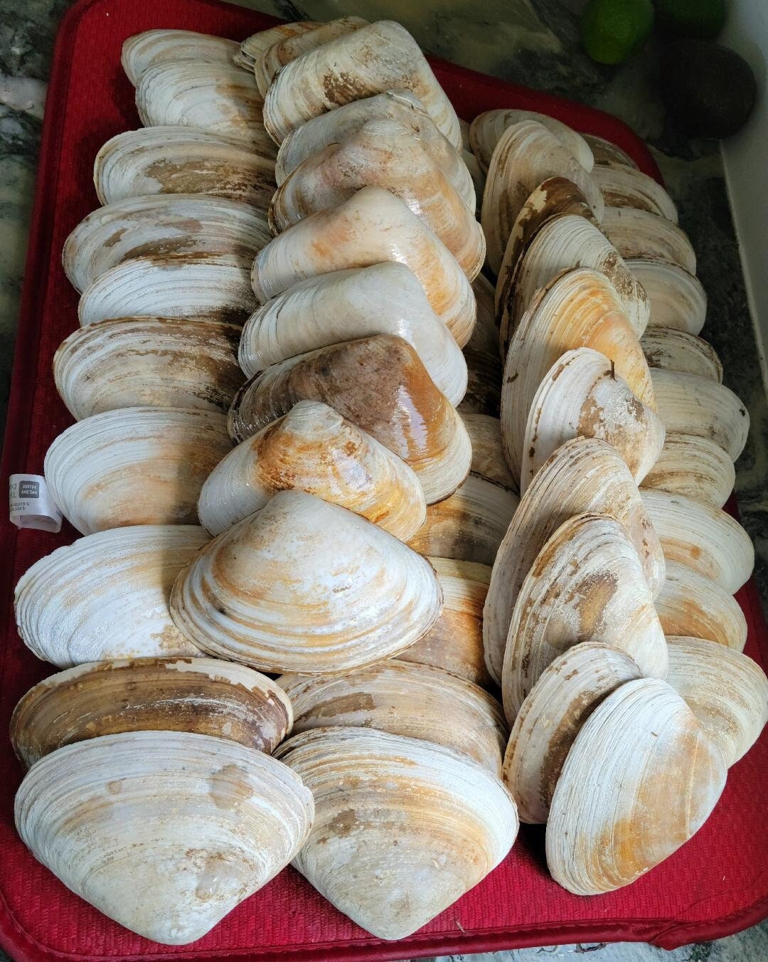 Clam Shells for Decoupage or Cooking by the Bakers Dozen or 1/2 Dozen ...