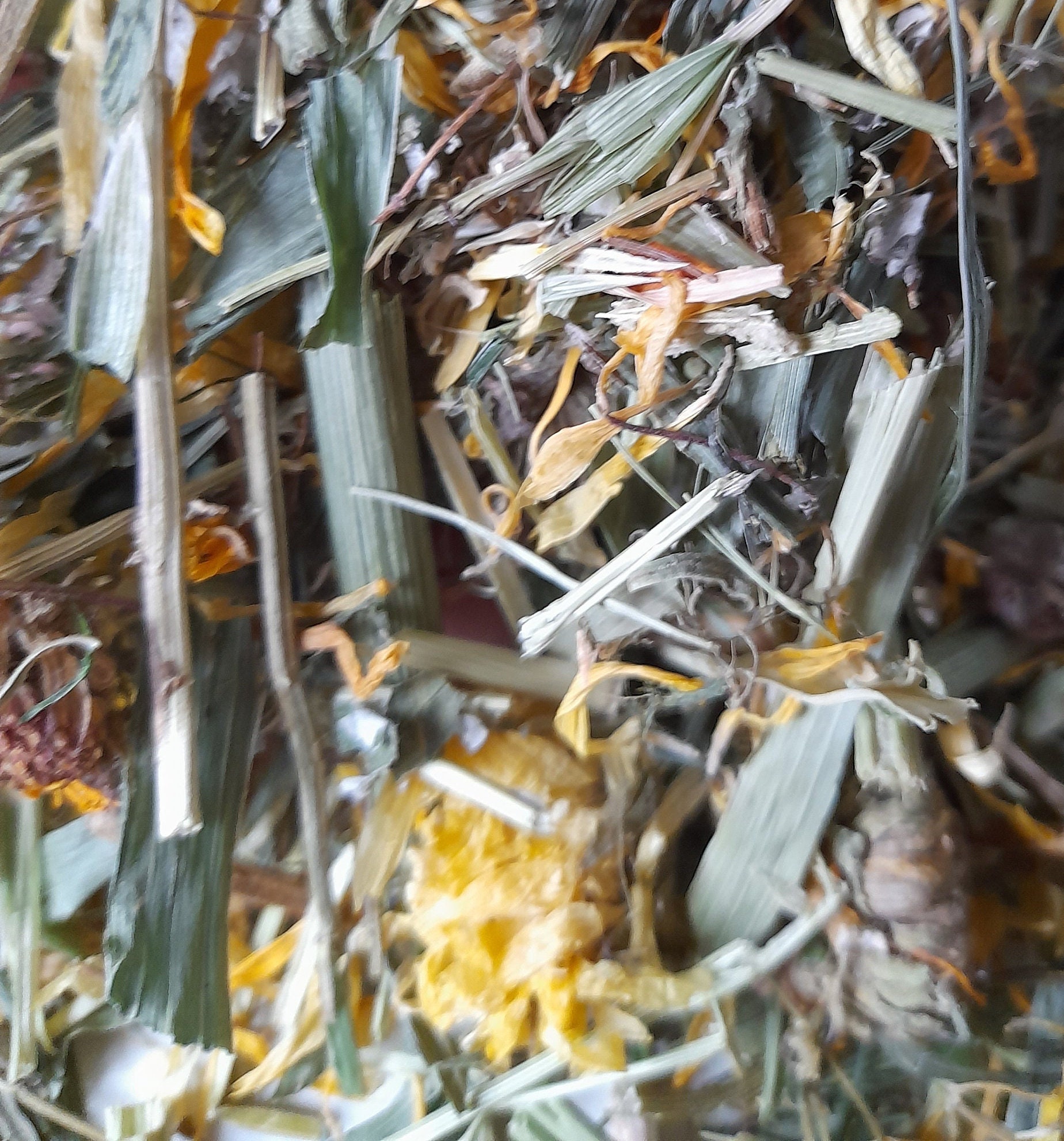 Marigold Forage sample Packs for Small Animals for Enrichment and ...