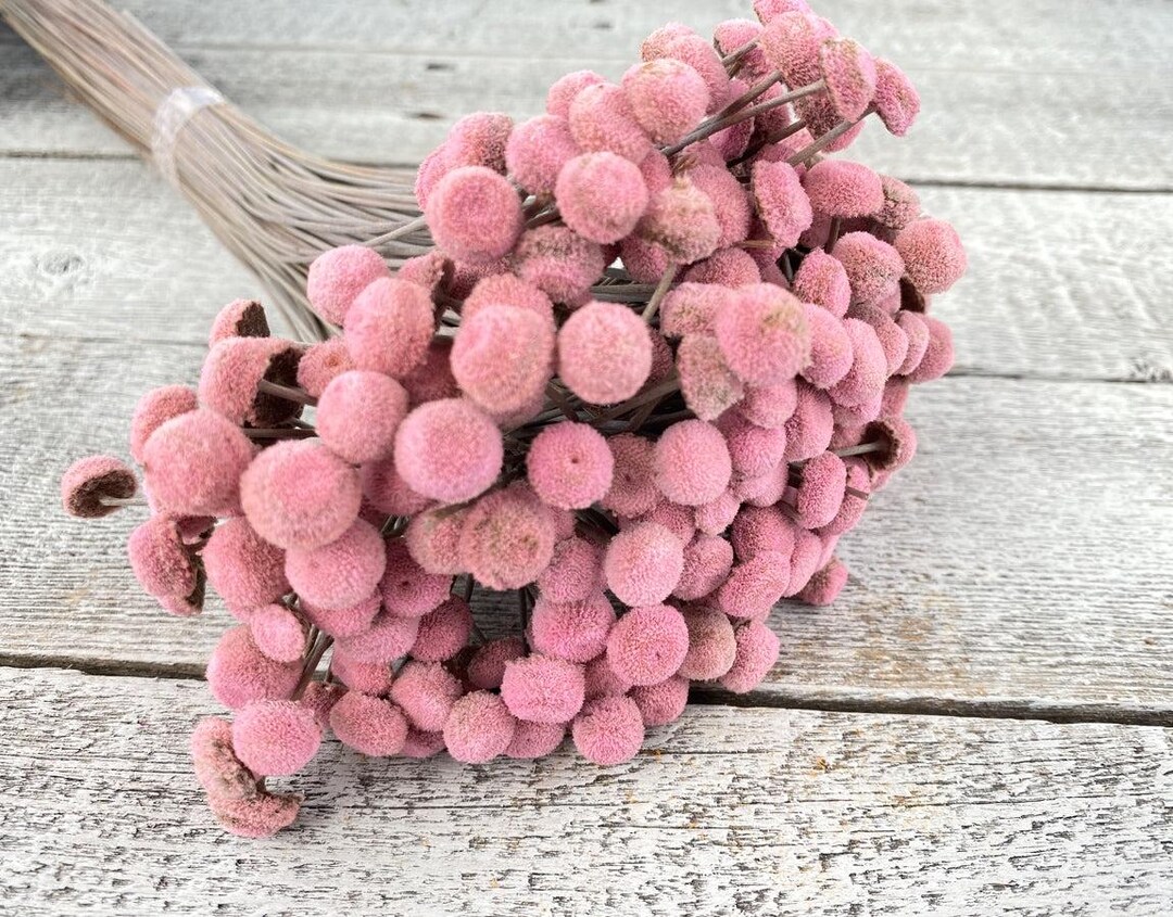 Dried Floral Buttons | Dried Filler for Arrangements and Vases - Etsy
