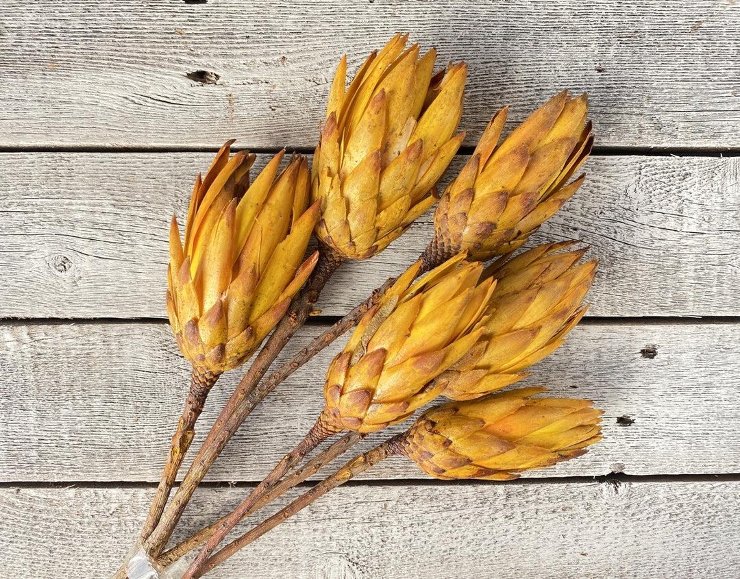 Dried Protea Repens Orange, Statement Sugarbush Stems for Bouquet Focal ...