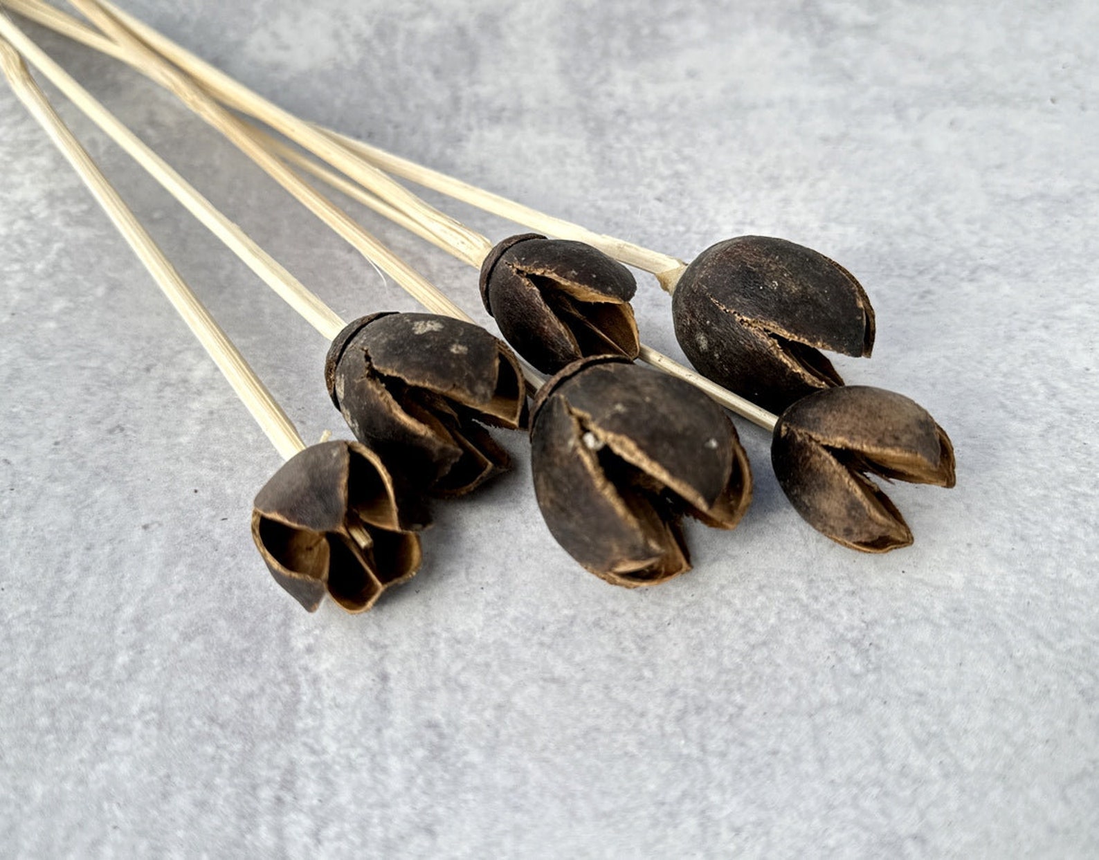 Dried Bakuli Pods, 6 Stems, Boho Wedding Bouquet and Vase Decor - Etsy
