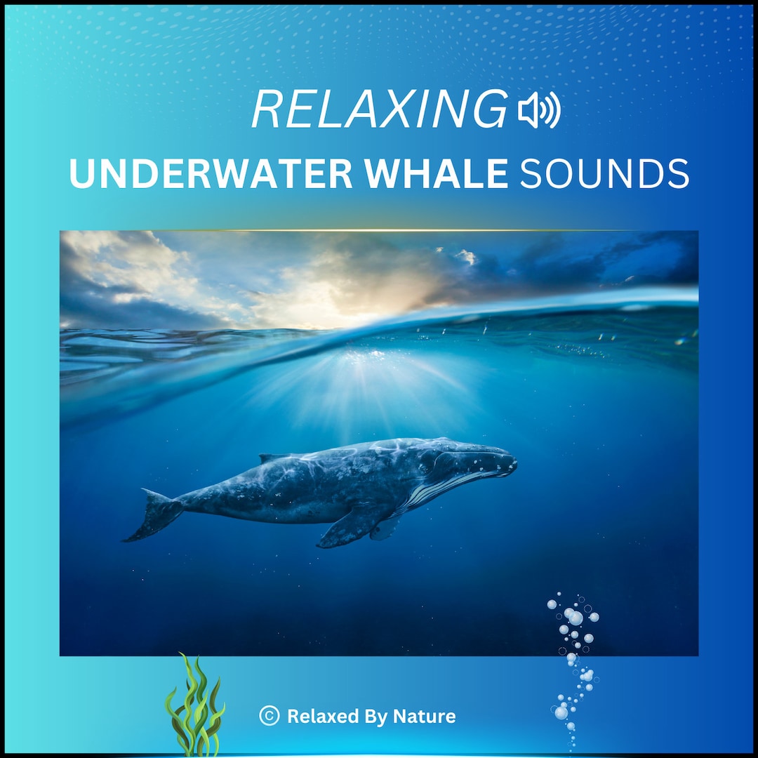 Underwater Whale Sounds for Relaxation - 4 Hours Nature Audio for ...