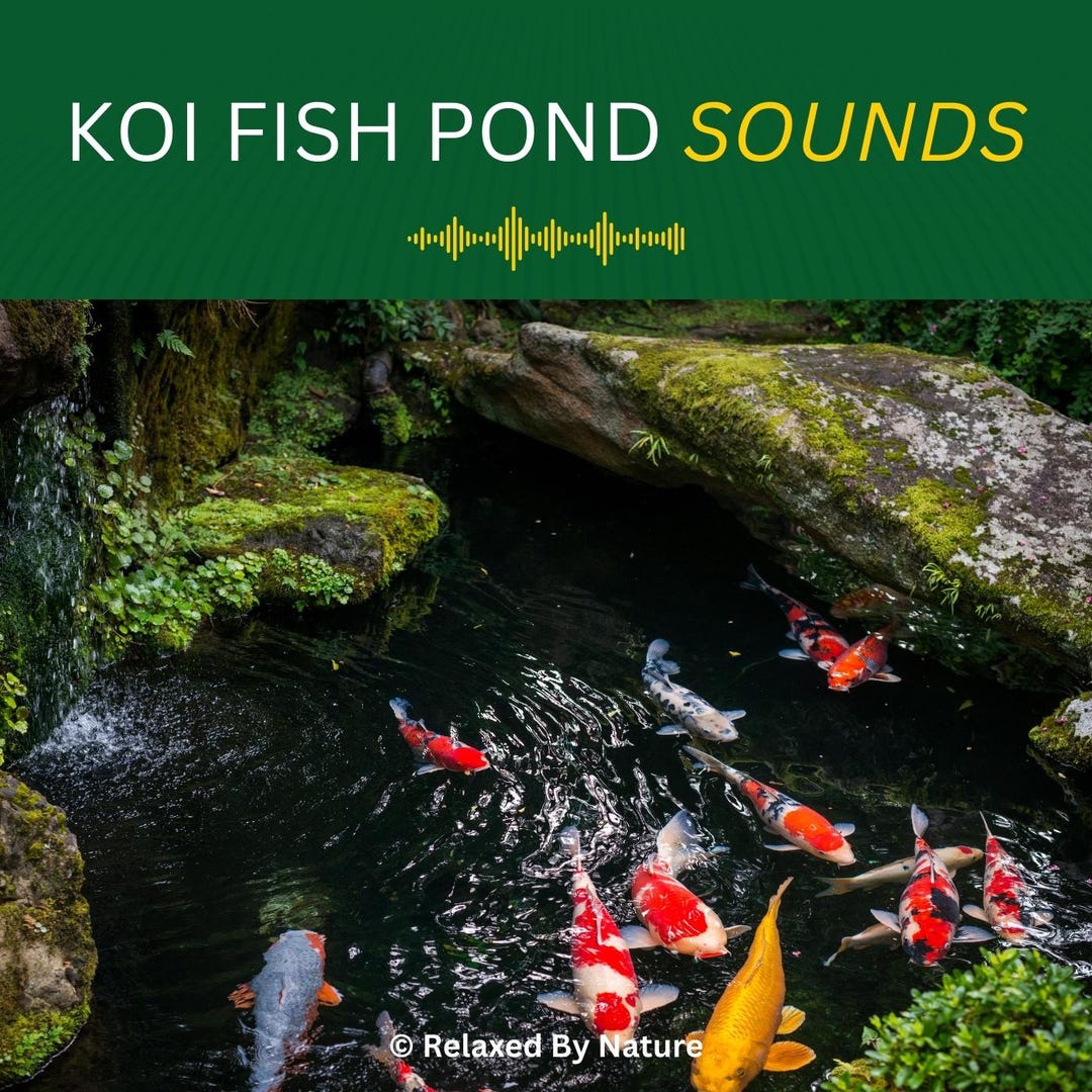 Koi Fish Pond Sounds 6-hour Audio Download | Relaxing Nature Sounds for ...