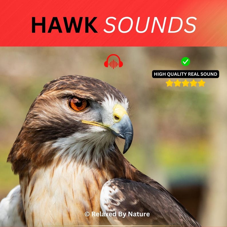 Hawk Sounds 6-hour Audio Download | Soothing Nature Noise for ...