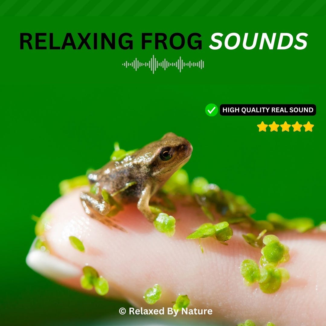 Relaxing Frog Sounds – 6 Hour Audio Download of Frogs Croaking in a ...