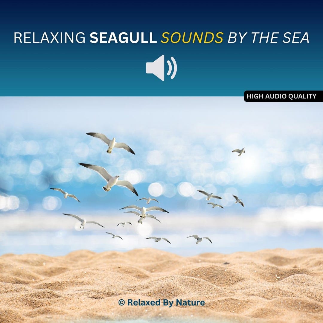 8-hour Relaxing Seagull Sounds by the Sea Audio Download - Nature Beach ...