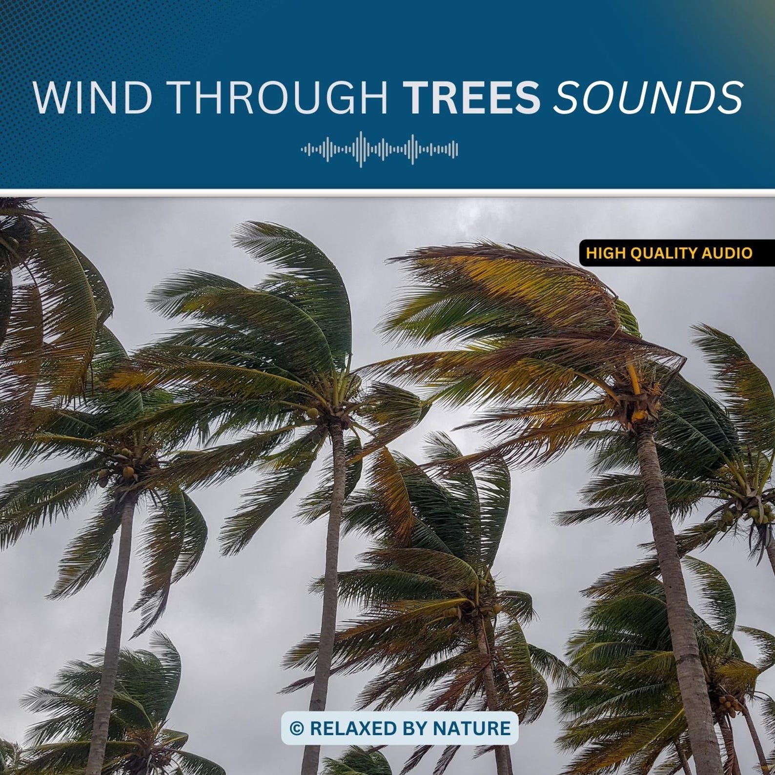 Strong Wind Blowing Through Trees Sounds - 10-hour Download for Focus ...