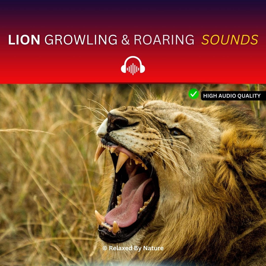 Lion Growling and Roaring Sounds | 8-hour Audio Download - Jungle ...