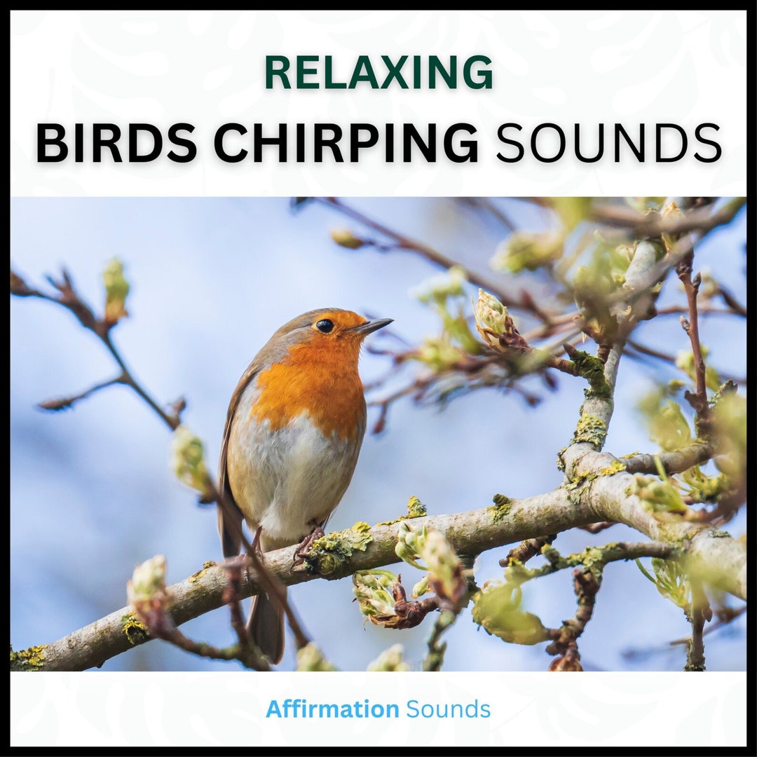 Birds Chirping Audio - Relaxing Nature Sound Effect for Sleeping - Deep ...