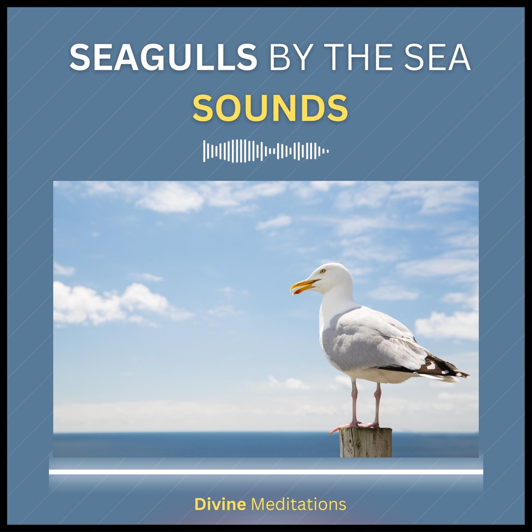 Seagulls at the Sea Nature Sounds for Relaxation, Sleep and Calmness ...