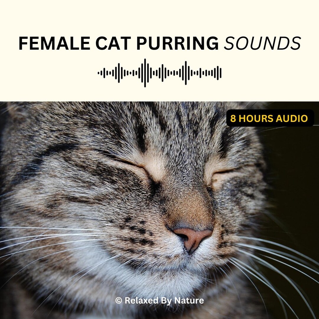 Female Cat Purring Sounds | 8-hour Relaxing Cat Purr | Instant Audio ...