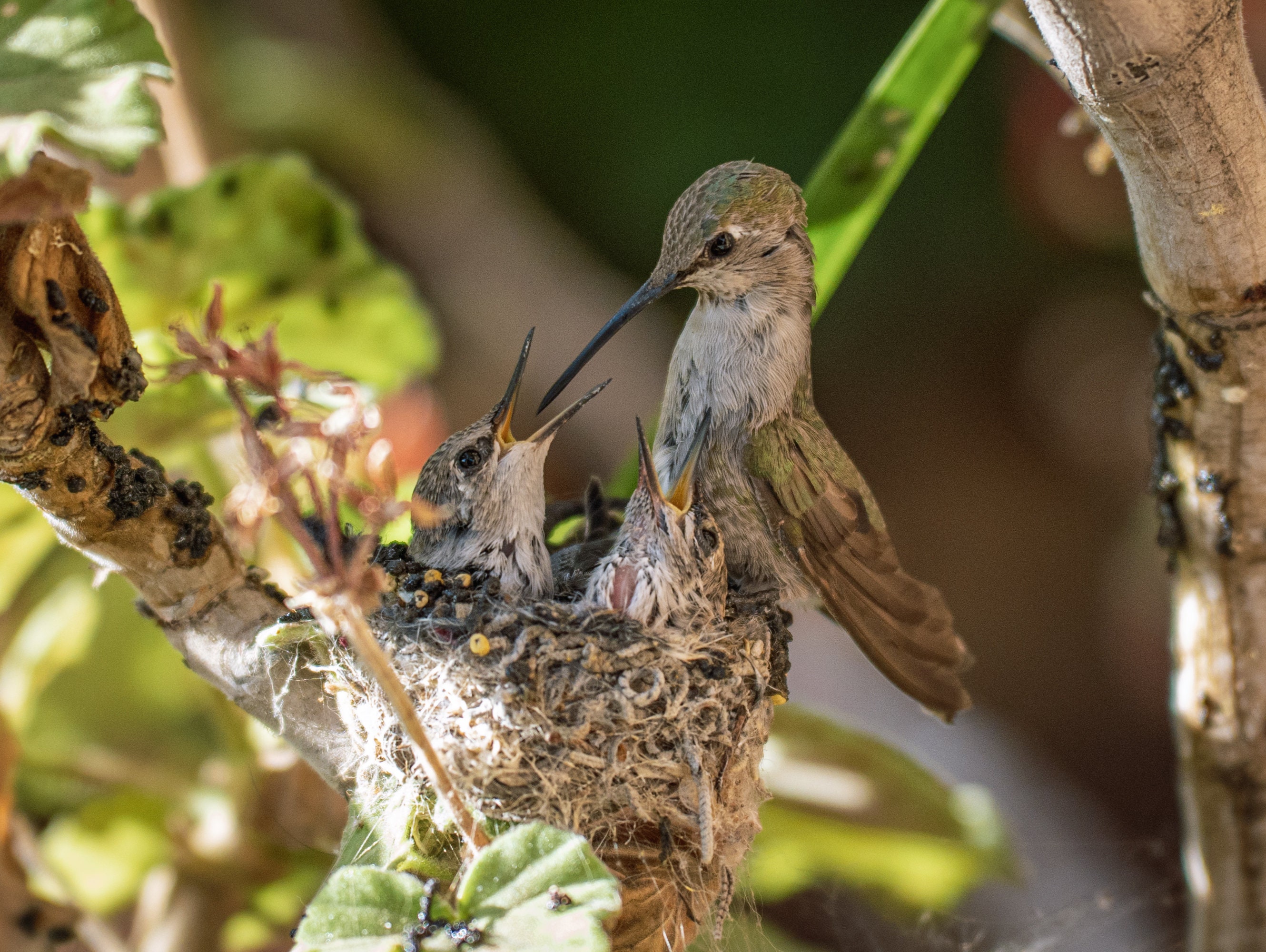 Two Hummingbirds / Bird Photography / Wall Decor Print - Etsy