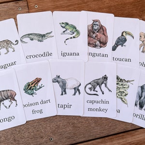 Printable Rainforest Animal Cards | Wild Republic Matching Cards ...