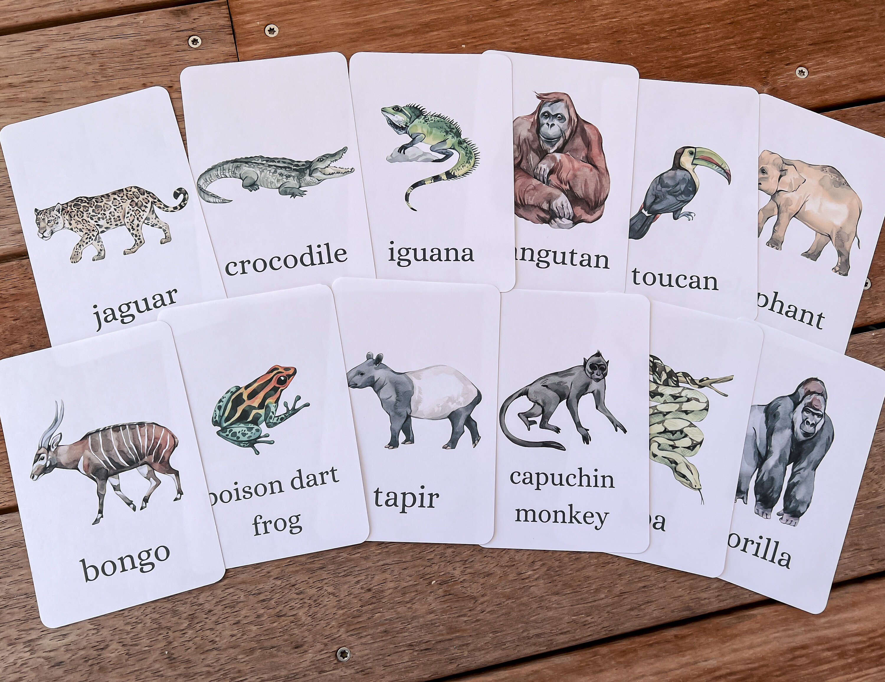 Printable Rainforest Animal Cards | Wild Republic Matching Cards ...
