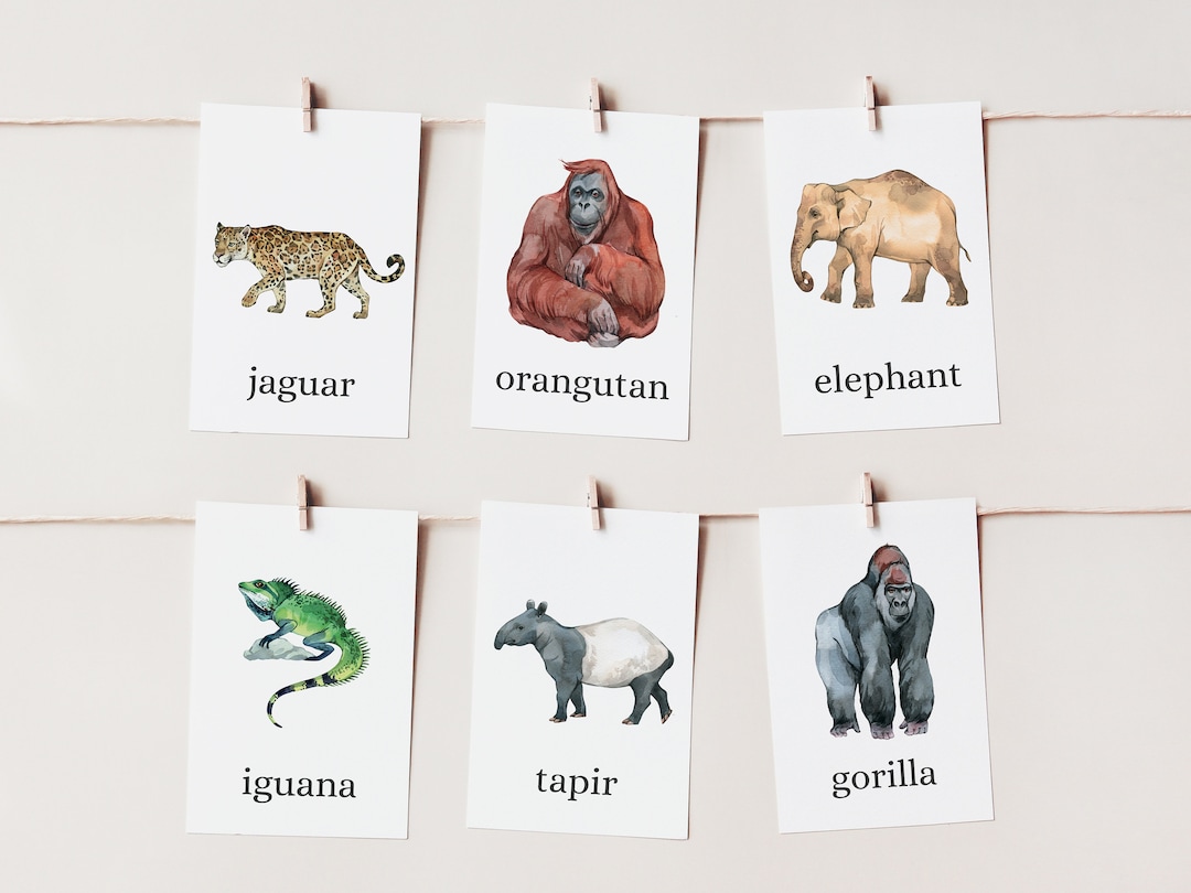 Printable Rainforest Animal Cards | Wild Republic Matching Cards ...