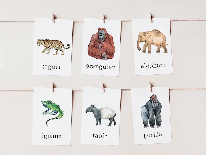 Printable Rainforest Animal Cards | Wild Republic Matching Cards ...