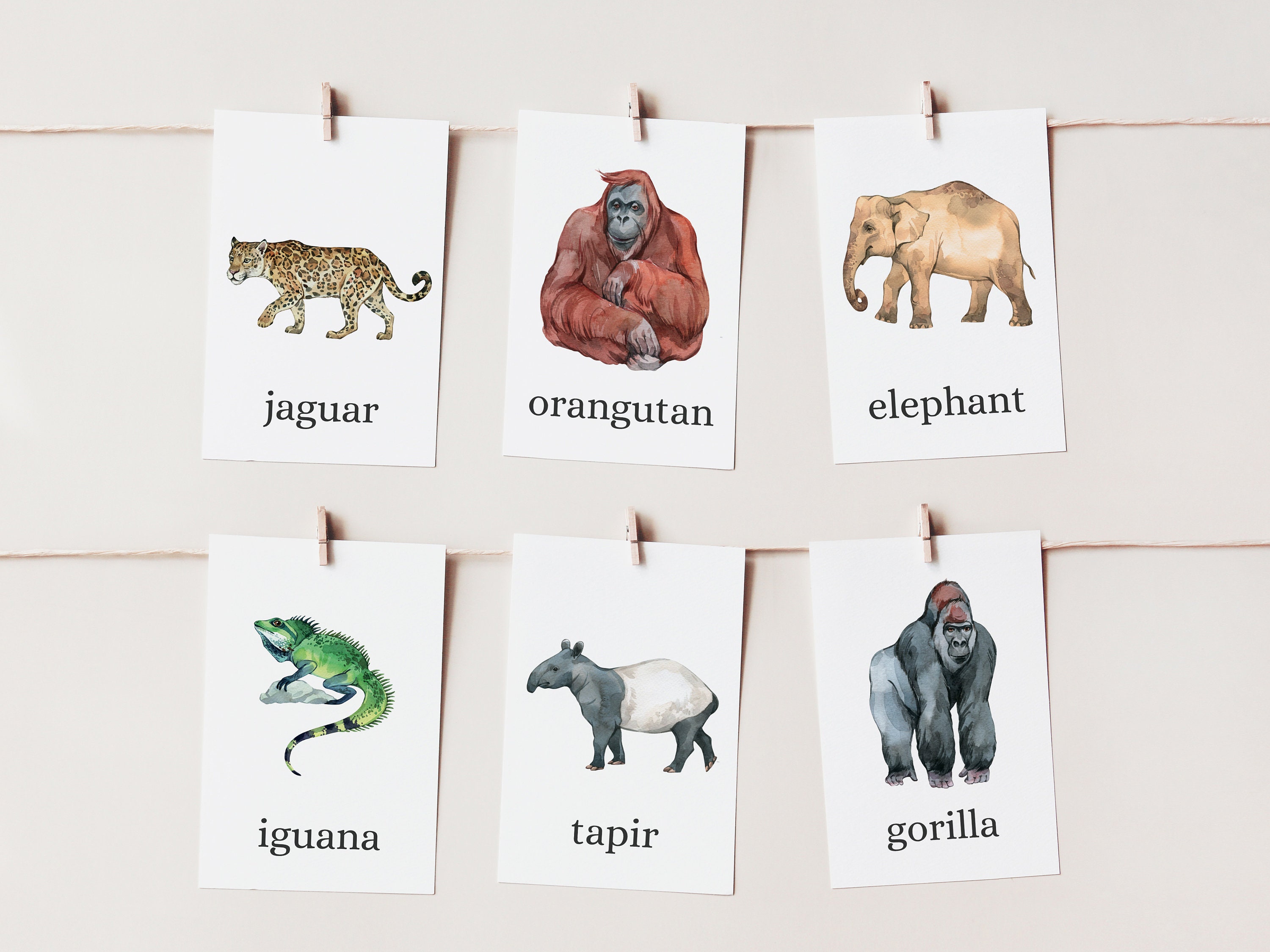 Printable Rainforest Animal Cards | Wild Republic Matching Cards ...